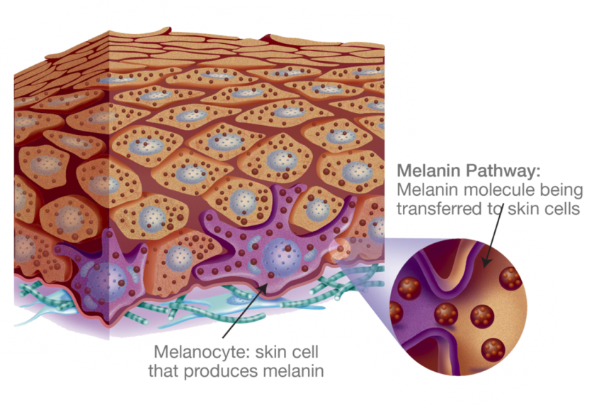 Can Grey Beard Be Reversed Naturally – My Beard Gang